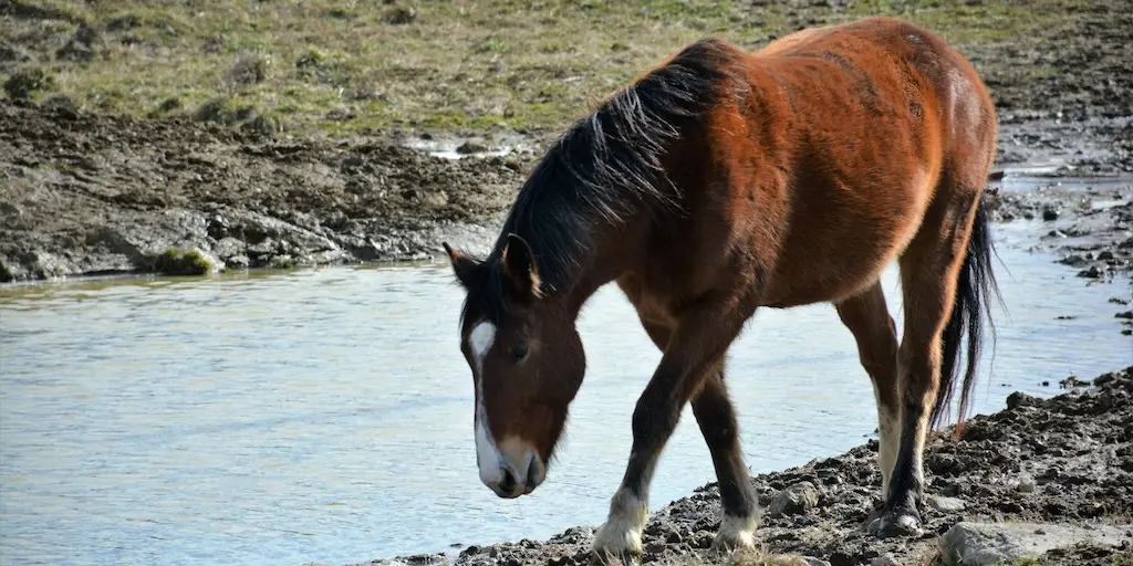 You can lead a horse to water but you can’t force it to drink | William ...